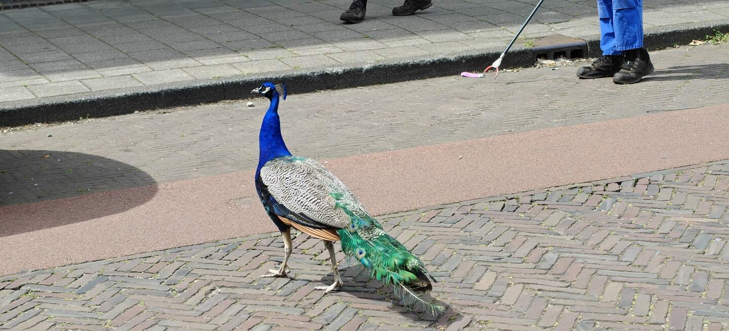 Pauwen uit Haarlem komen niet meer terug naar Hertenkamp Bloemendaal ...