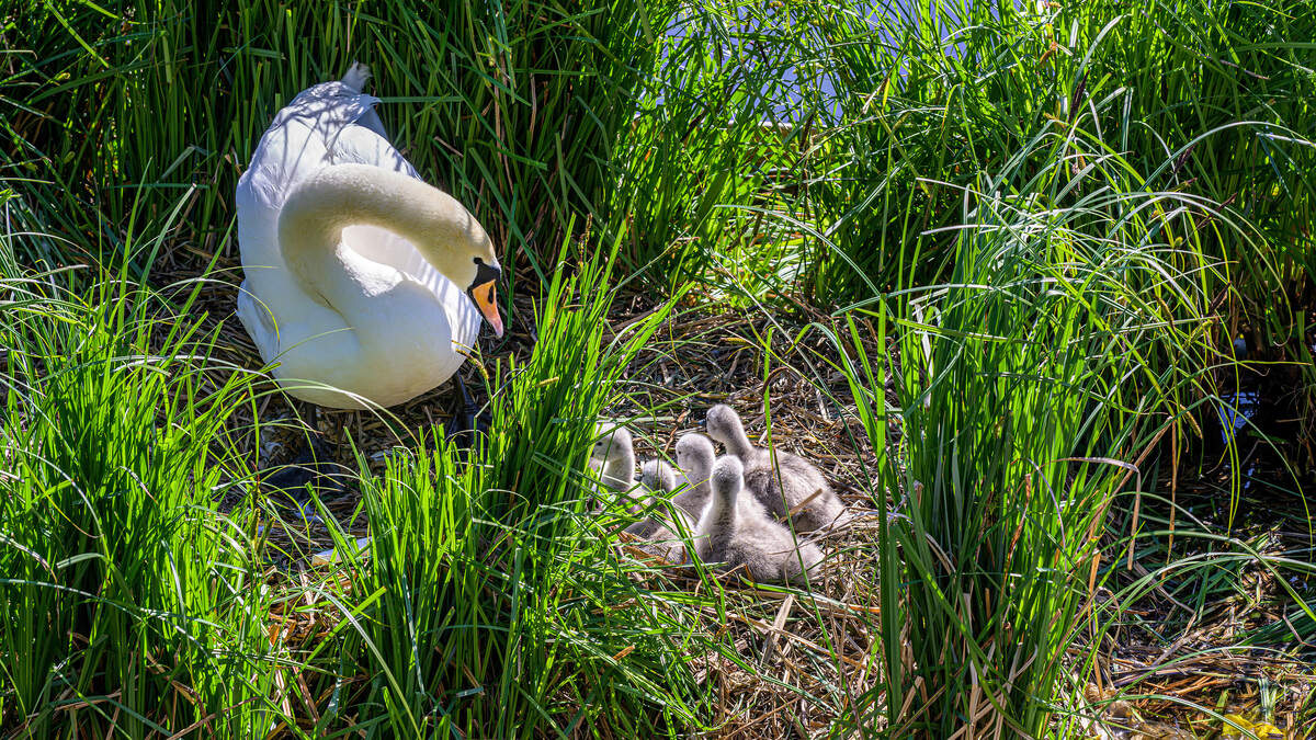 Kleine zwaantjes geboren aan Zuider Buiten Spaarne in Haarlem ondanks ...