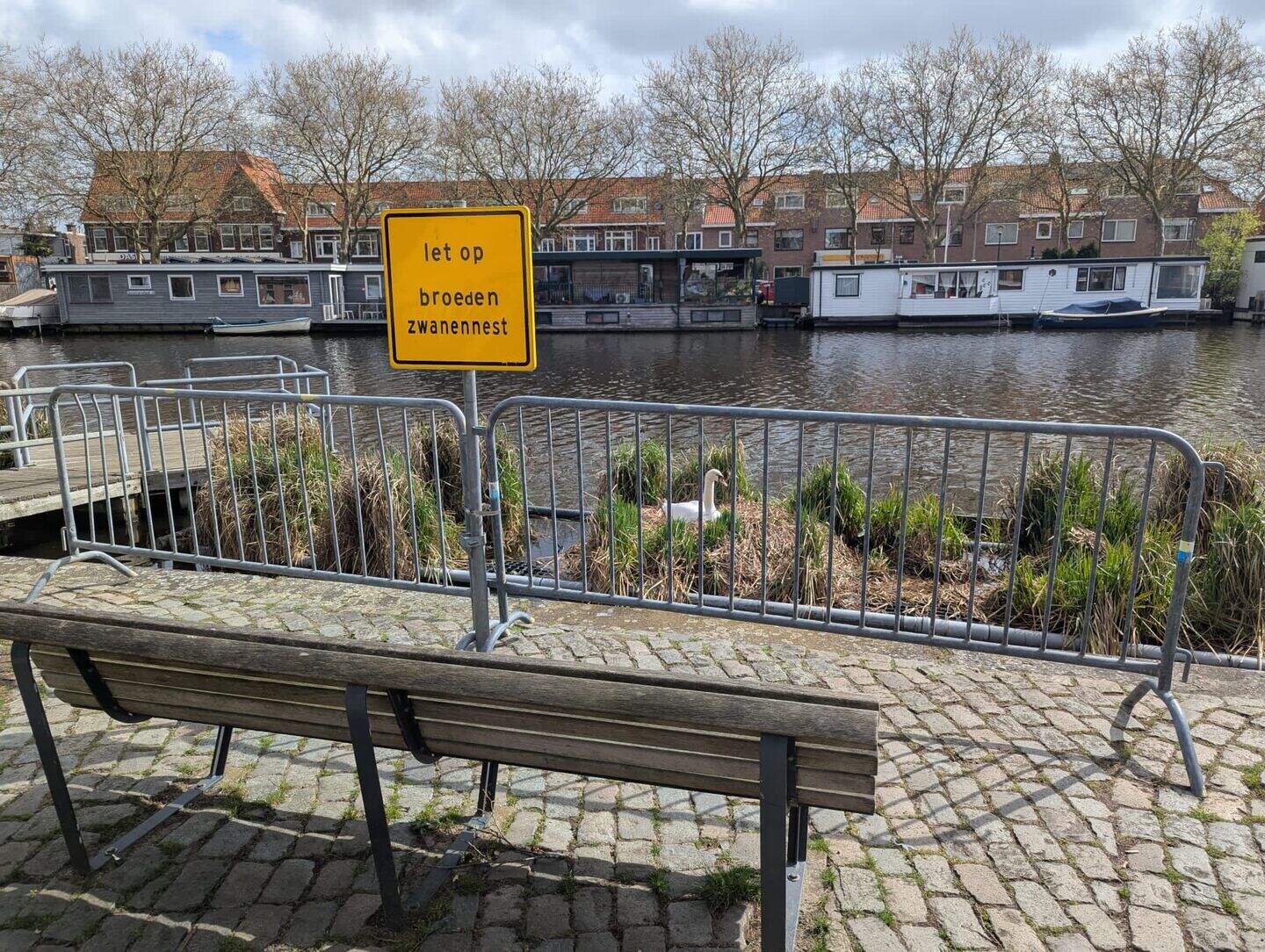 PvdD boos: Haarlem beschermt broedende zwanen niet tegen stenengooiers ...